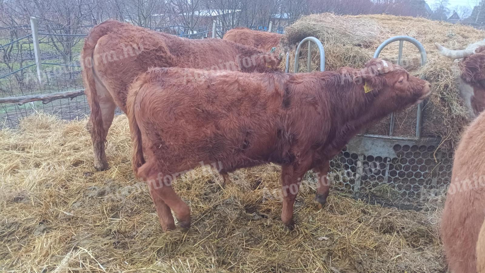Magyartarka és Limuzin Keresztezésű Bika Borjú Eladó - Békés vármegye ...