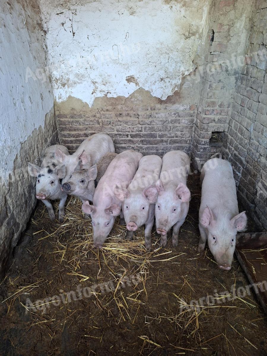 Eladó választási malacok - Tolna vármegye 7098 Magyarkeszi - Agroinform.hu