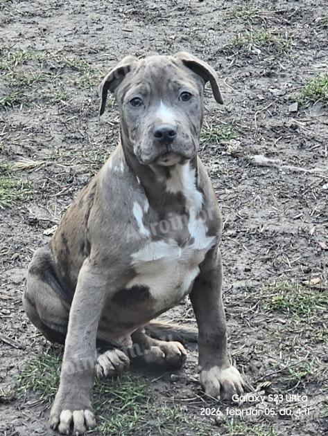 Amstaff, amerikai staffordshire terrier jellegű blue-merle kan - Jász ...