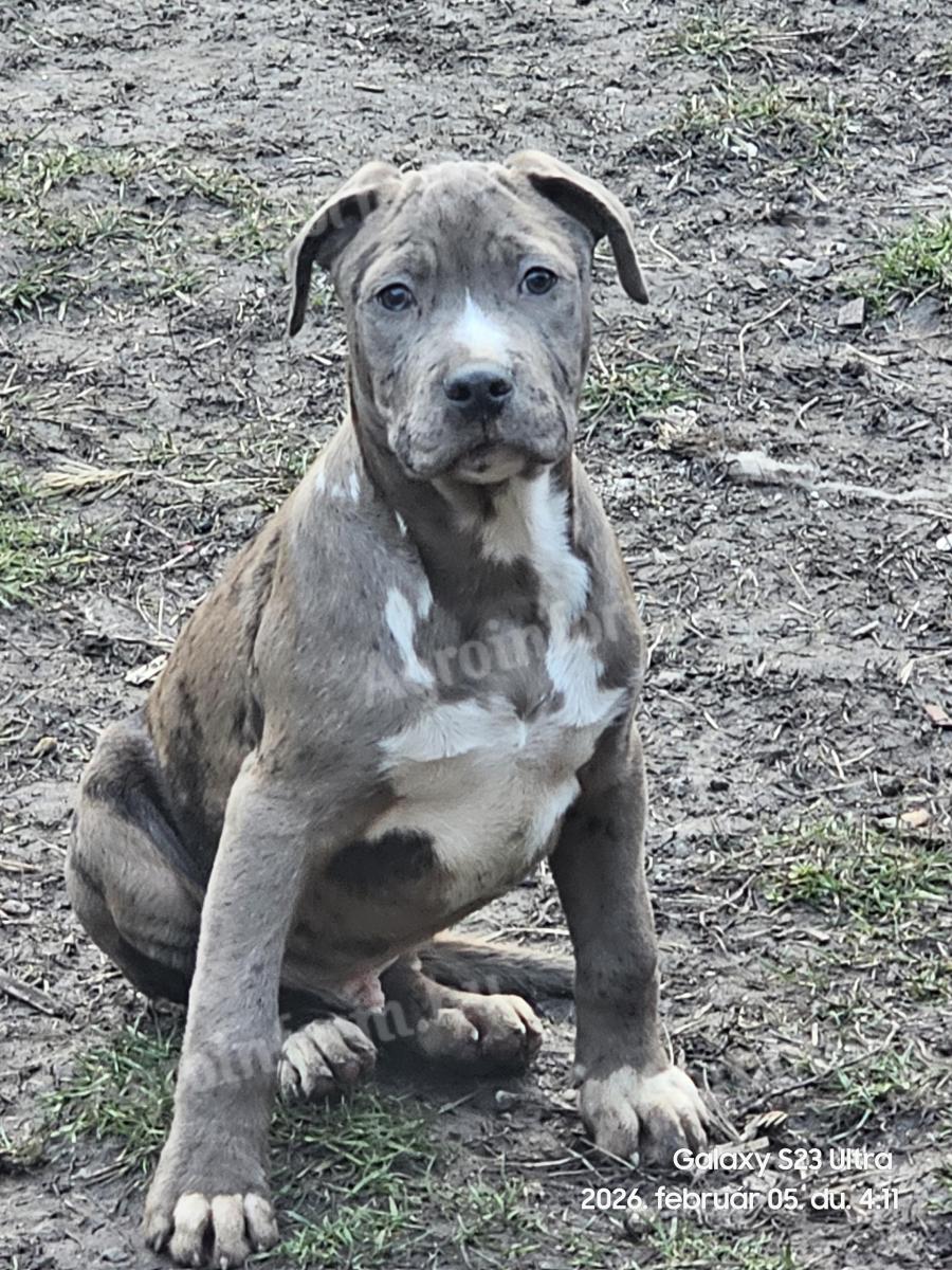 Amstaff, amerikai staffordshire terrier jellegű blue-merle kan - Jász ...