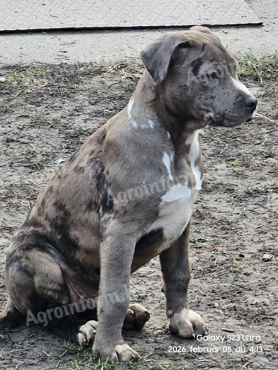 Amstaff, amerikai staffordshire terrier jellegű blue-merle kan - Jász ...