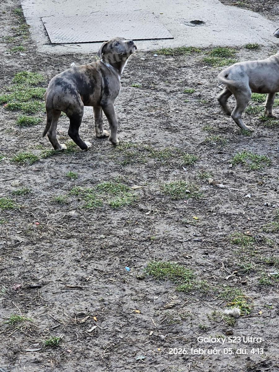 Amstaff, amerikai staffordshire terrier jellegű blue-merle kan - Jász ...