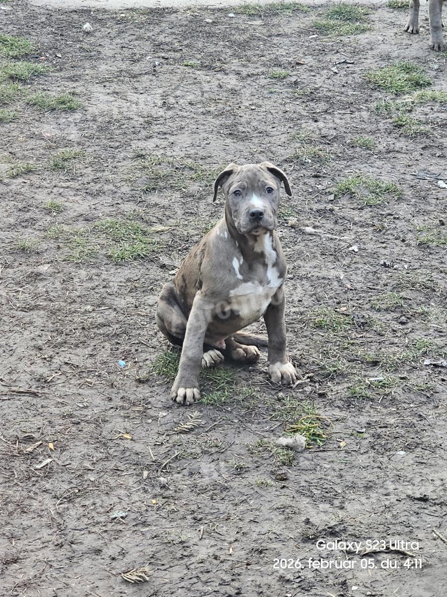 Amstaff, amerikai staffordshire terrier jellegű blue-merle kan - Jász ...