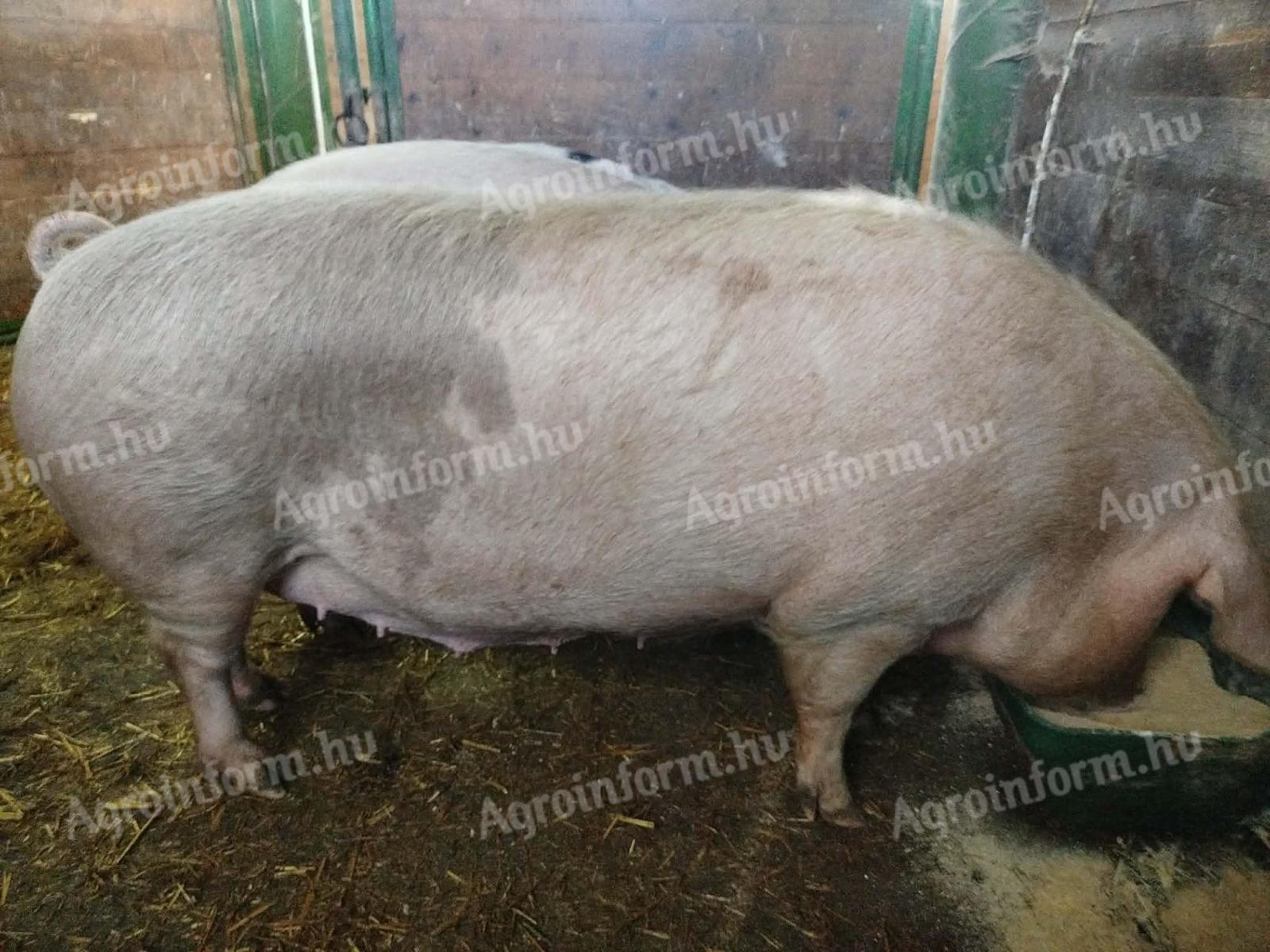 Eladó választási malacok, süldők és hízók Taktaharkányban - Borsod ...