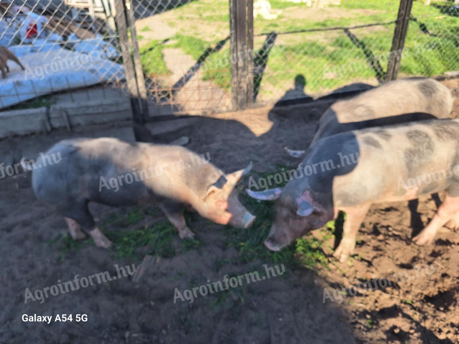 Eladó Pietrain hízók - Pest vármegye 2252 Tóalmás - Agroinform.hu