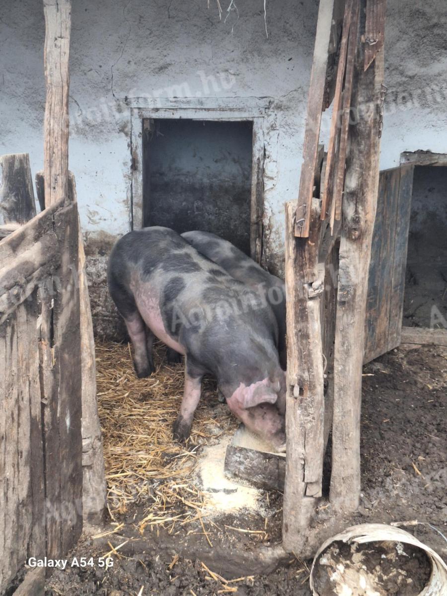 Eladó Pietrain hízók - Pest vármegye 2252 Tóalmás - Agroinform.hu