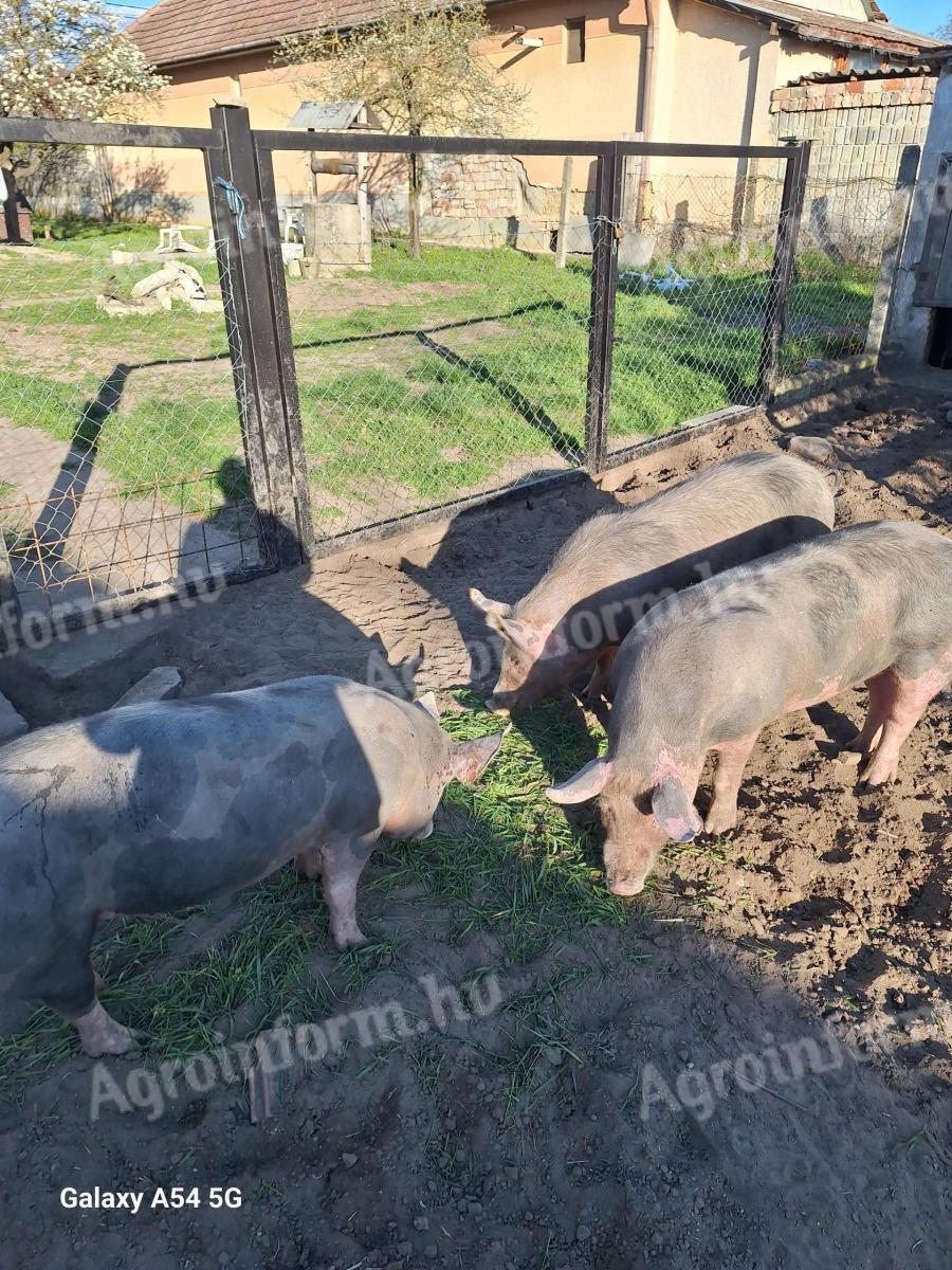Eladó Pietrain hízók - Pest vármegye 2252 Tóalmás - Agroinform.hu
