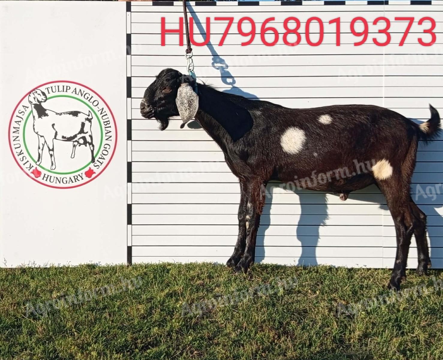 Anglo-núbiai kecske, bak, tenyészbak eladó - 6120 Kiskunmajsa ...