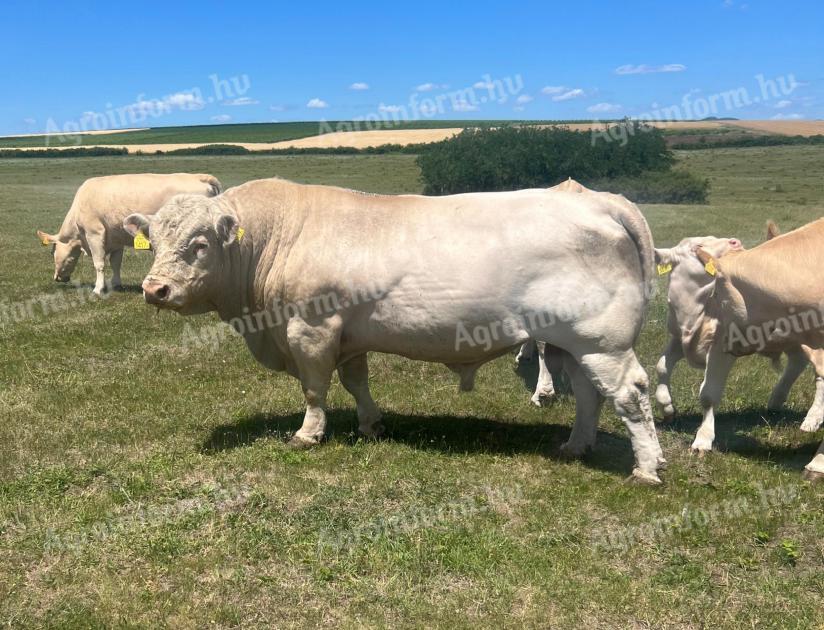 Lajstromszámos Charolais bika eladó - Heves vármegye 3300 Eger ...