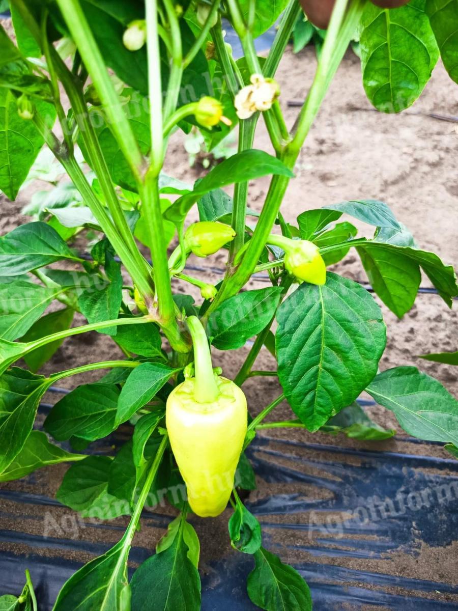 Paprika, paradicsom, dinnye - Hajdú-Bihar vármegye 4087 Hajdúdorog ...