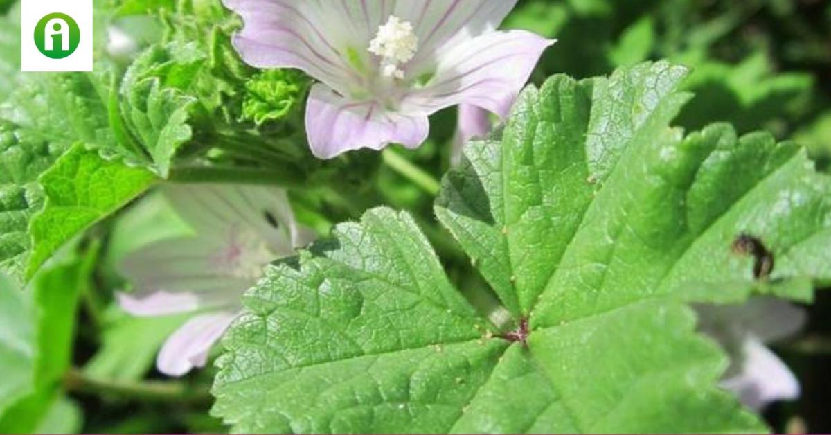 Ezért érdemes rendszeresen fogyasztani a papsajtot - Agroinform.hu