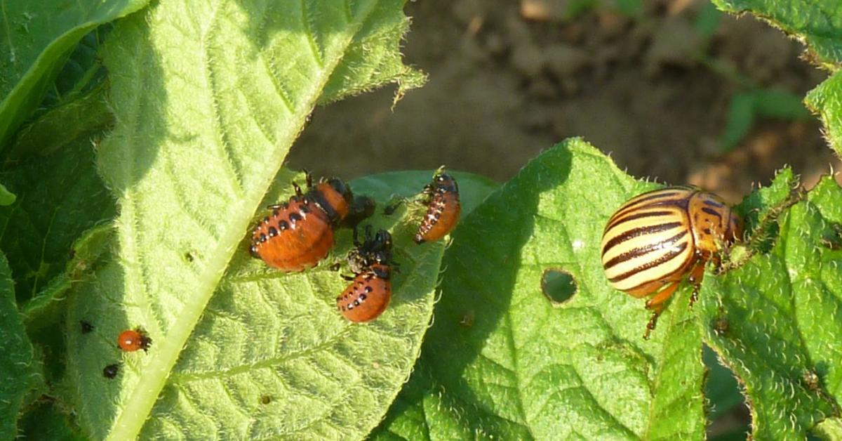 Újra támad a burgonyabogár – mit tehet a házikertész? - Agroinform.hu
