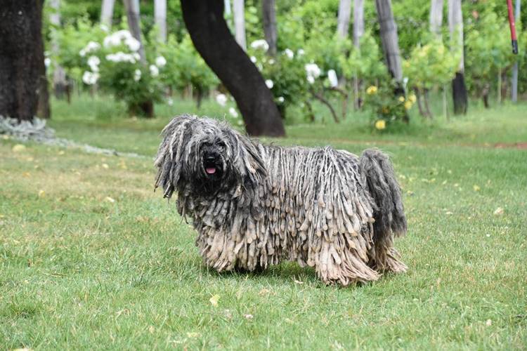 A puli: a magyar pásztorkutya titkai és jelentősége a modern ...