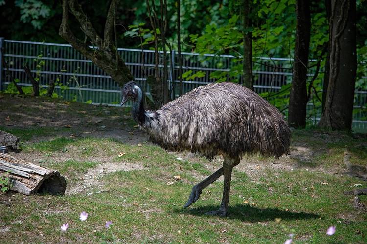 Emu tartása Magyarországon: előnyök, feltételek és piaci lehetőségek ...