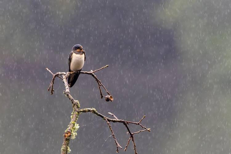 A füsti fecske – az agrárium szárnyas segítője - Agroinform.hu