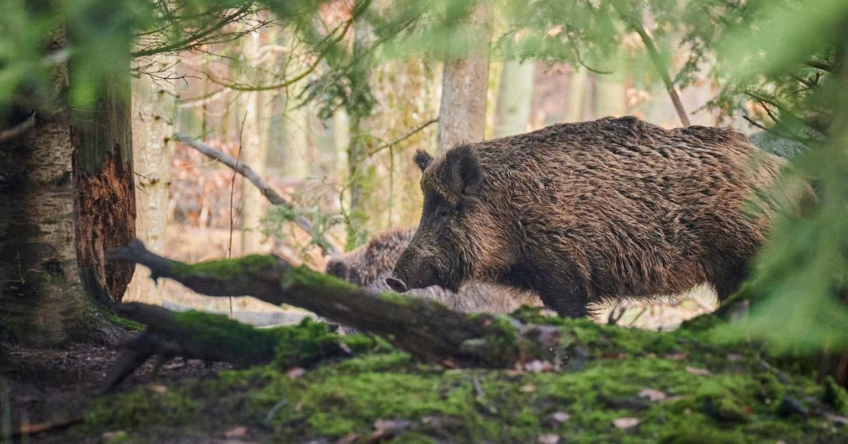 ASP elleni védekezés: új, országos vaddisznókezelési tervet fogadtak el ...
