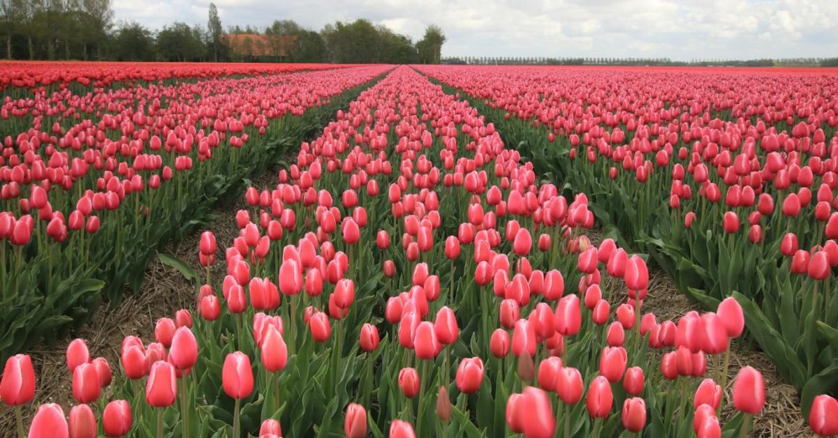 Házakat adtak egyetlen hagymáért: A tulipánmánia, ami majdnem romba ...