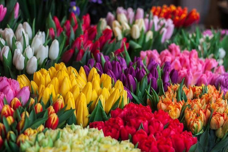 Házakat adtak egyetlen hagymáért: A tulipánmánia, ami majdnem romba ...