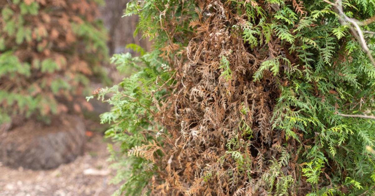 A tuja belül barnulni kezdett? Nem mindig betegség okozza! - Agroinform.hu