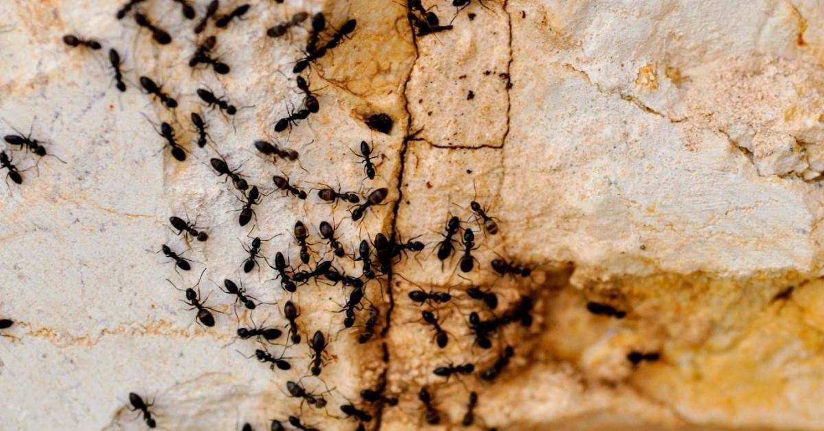 Pár csepp az illóolajból és a hangyák messzire kerülnek! - Agroinform.hu
