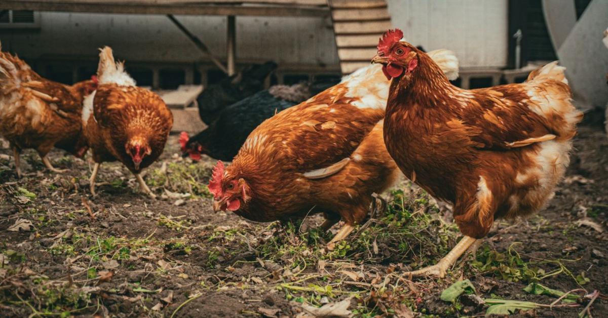 Hogyan védekezzünk a madártetű atka ellen? - Agroinform.hu