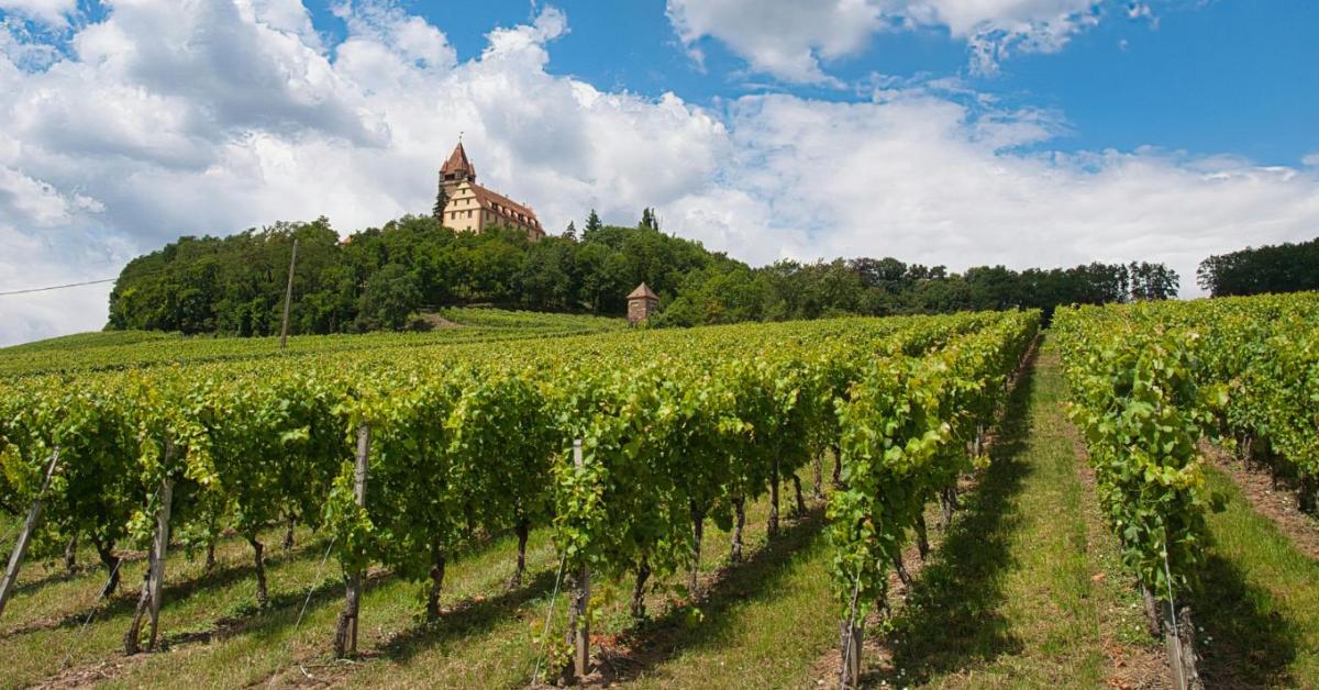 Itt van, megjelent az első kötelező védekezési felhívás! - Agroinform.hu