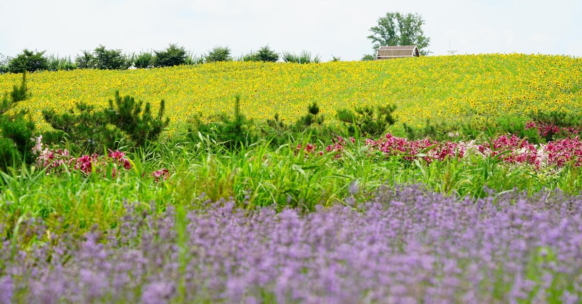 Időjárás: Életbe lép a másodfokú hőségriasztás - Agroinform.hu